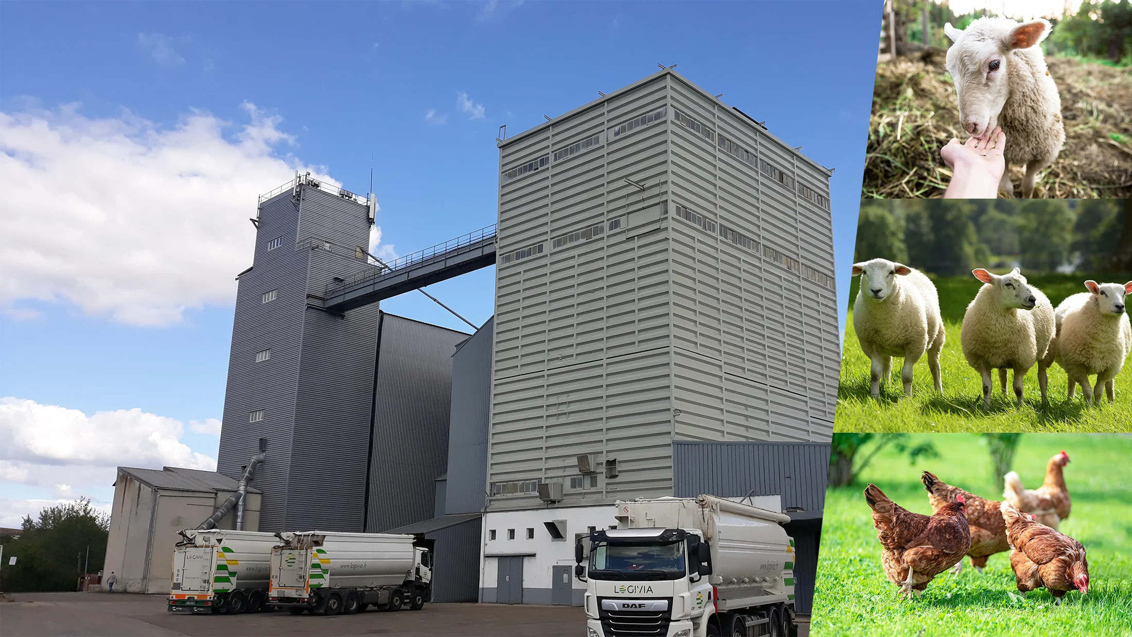 SOREAL Nutrition Animale - Expert en nutrition animale